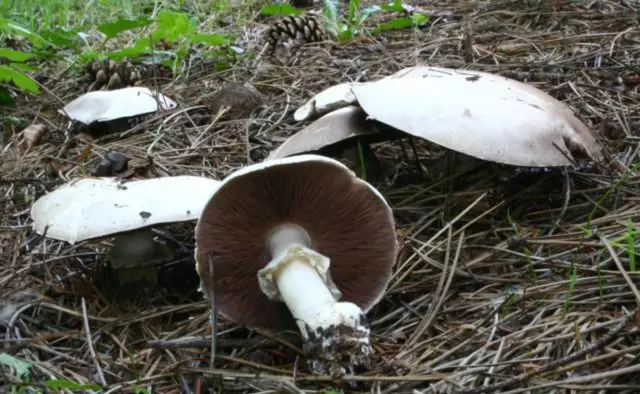 Amanita muscaria (bijela žabokrečina, Amanita virosa): kako izgleda, gdje i kako raste, jestiva ili otrovna 6722_8