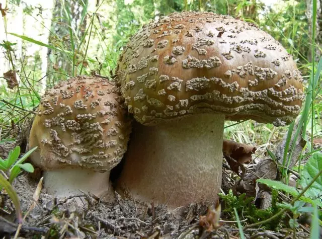 Amanita efuefu-piniki (piniki, pupula, Amanita rubescens): o le a le foliga mai, o fea ma pe faʻapefea ona tupu, pe faʻapefea ona kuka 6723_10