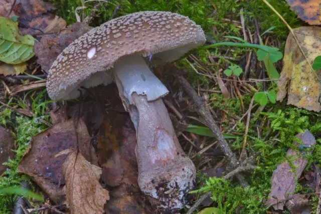 Amanita efuefu-piniki (piniki, pupula, Amanita rubescens): o le a le foliga mai, o fea ma pe faʻapefea ona tupu, pe faʻapefea ona kuka 6723_11