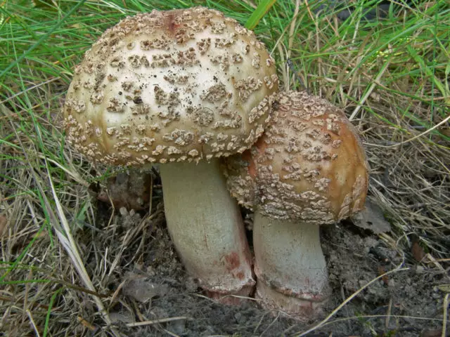 Amanita gewr-pembe (pembe, sorbûyî, Amanita rubescens): ew çawa xuya dike, li ku û çawa mezin dibe, çawa çêdibe 6723_12