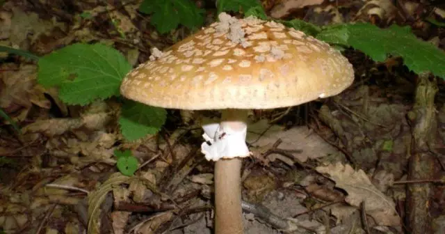 Amanita gewr-pembe (pembe, sorbûyî, Amanita rubescens): ew çawa xuya dike, li ku û çawa mezin dibe, çawa çêdibe 6723_16