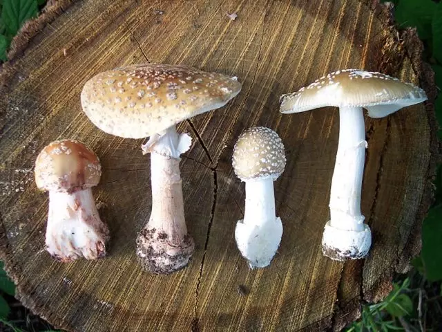 Amanita efuefu-piniki (piniki, pupula, Amanita rubescens): o le a le foliga mai, o fea ma pe faʻapefea ona tupu, pe faʻapefea ona kuka 6723_19