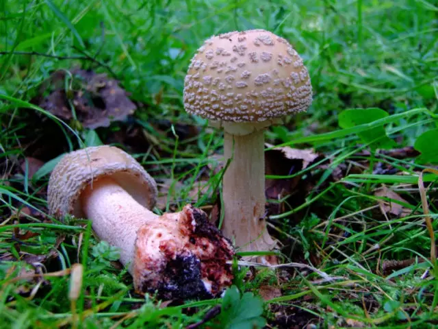 Amanita gewr-pembe (pembe, sorbûyî, Amanita rubescens): ew çawa xuya dike, li ku û çawa mezin dibe, çawa çêdibe 6723_3