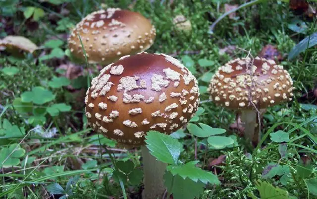 Amanita boz-çəhrayı (çəhrayı, qızaran, Amanita rubescens): necə görünür, harada və necə böyüyür, necə bişirilir 6723_4