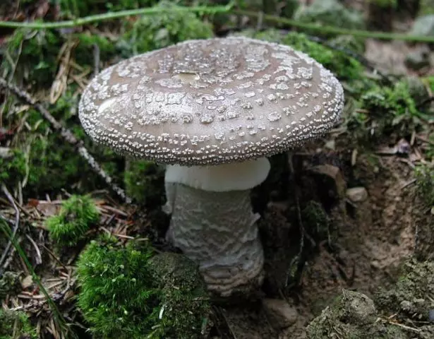 Amanita gewr-pembe (pembe, sorbûyî, Amanita rubescens): ew çawa xuya dike, li ku û çawa mezin dibe, çawa çêdibe 6723_5