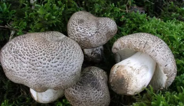 Amanita efuefu-piniki (piniki, pupula, Amanita rubescens): o le a le foliga mai, o fea ma pe faʻapefea ona tupu, pe faʻapefea ona kuka 6723_6