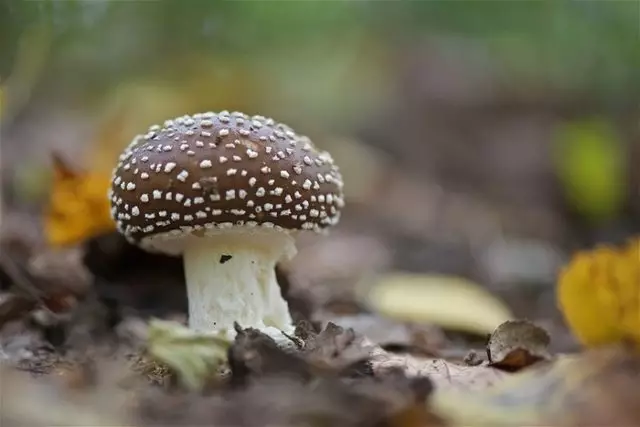 Amanita boz-çəhrayı (çəhrayı, qızaran, Amanita rubescens): necə görünür, harada və necə böyüyür, necə bişirilir 6723_8