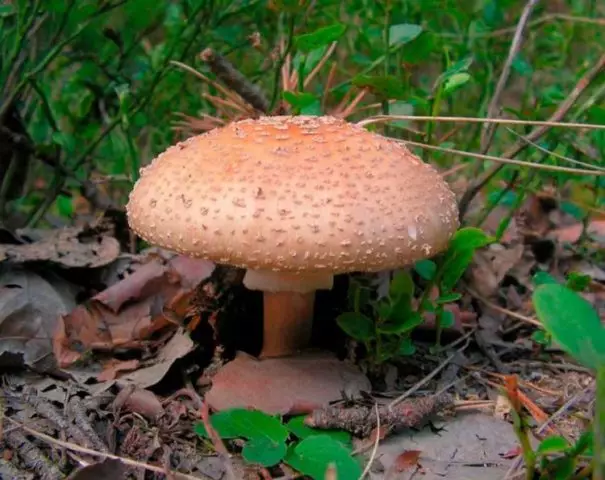 Amanita efuefu-piniki (piniki, pupula, Amanita rubescens): o le a le foliga mai, o fea ma pe faʻapefea ona tupu, pe faʻapefea ona kuka 6723_9