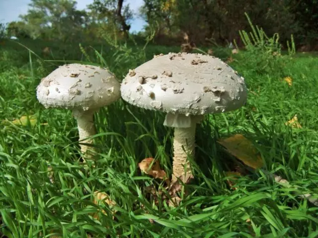 Muharica Vittadini (Amanita Vittadinii): kako izgleda, kje in kako raste, užitna ali strupena 6726_1