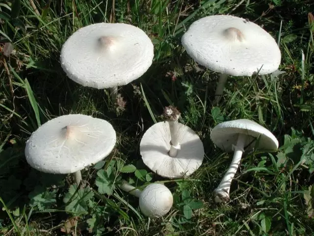 Uçup agar Vittadini (Amanita Vittadinii): görnüşi, nirede we nädip ösýändigi, iýip bolýan ýa-da zäherli 6726_11