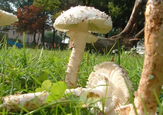 Cuil agaric Vittadini (Amanita Vittadinii): cén chuma atá air, cá háit agus conas a fhásann sé, inite nó nimhiúil 6726_3