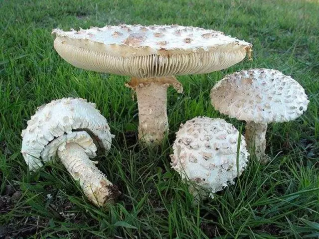 ແມງກະເບື້ອ Vittadini (Amanita Vittadinii): ມັນເບິ່ງຄືແນວໃດ, ຢູ່ໃສແລະມັນເຕີບໃຫຍ່ຂຶ້ນໄດ້, ກິນໄດ້ຫຼືເປັນພິດ 6726_4