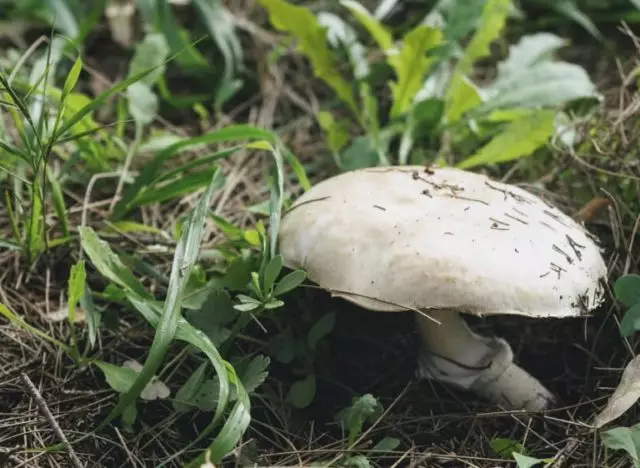 Cuil agaric Vittadini (Amanita Vittadinii): cén chuma atá air, cá háit agus conas a fhásann sé, inite nó nimhiúil 6726_5