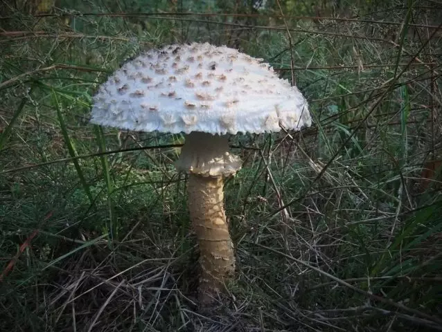 Pitt agaric Vittadini (Amanita Vittadinii): sut olwg sydd arno, ble a sut mae'n tyfu, bwytadwy neu wenwynig 6726_6