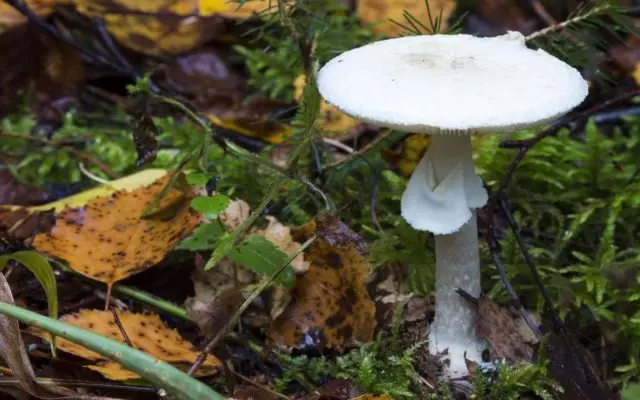 Amanita ovoidea: inavyoonekana, wapi na jinsi inakua, chakula au la, jinsi ya kupika 6730_11