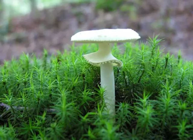 Amanita ovoidea: hur det ser ut, var och hur det växer, ätbart eller inte, hur man lagar mat 6730_12