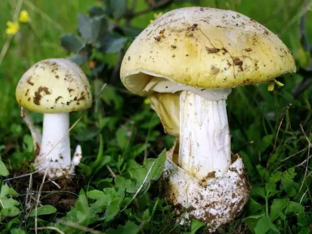 Amanita ovoidea: ano ang hitsura nito, saan at paano ito lumalaki, nakakain o hindi, kung paano magluto 6730_13