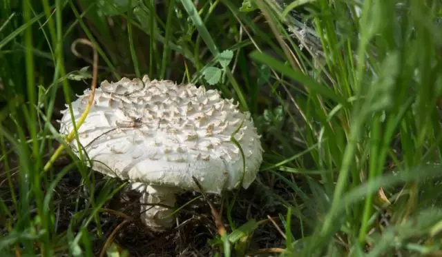 Amanita ovoidea: kako izgleda, gdje i kako raste, jestivo ili ne, kako se kuha 6730_15