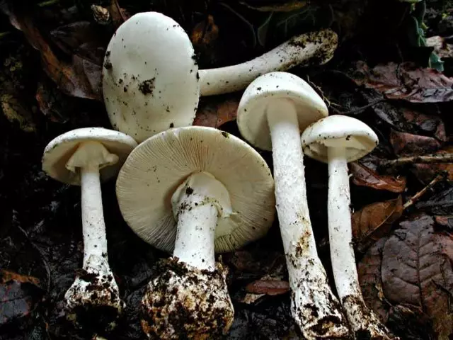 Amanita ovoidea: ano ang hitsura nito, saan at paano ito lumalaki, nakakain o hindi, kung paano magluto 6730_17