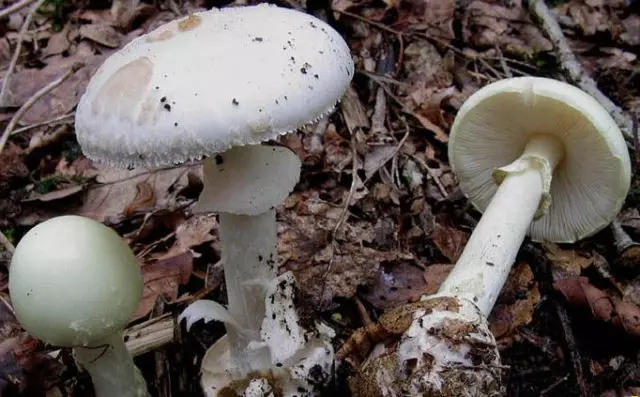 Amanita ovoidea: ano ang hitsura nito, saan at paano ito lumalaki, nakakain o hindi, kung paano magluto 6730_19