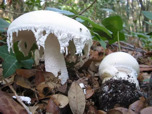 Amanita ovoidea: hur det ser ut, var och hur det växer, ätbart eller inte, hur man lagar mat 6730_2