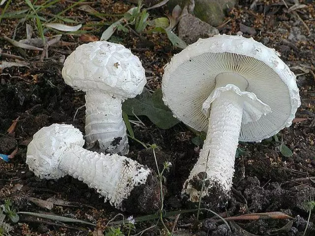 Amanita ovoidea: hur det ser ut, var och hur det växer, ätbart eller inte, hur man lagar mat 6730_20