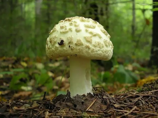 Amanita ovoidea: hur det ser ut, var och hur det växer, ätbart eller inte, hur man lagar mat 6730_29