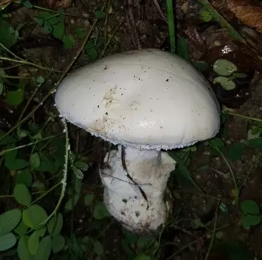 Amanita ovoidea: hur det ser ut, var och hur det växer, ätbart eller inte, hur man lagar mat 6730_36