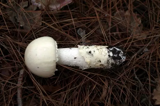 Amanita ovoidea: inavyoonekana, wapi na jinsi inakua, chakula au la, jinsi ya kupika 6730_4