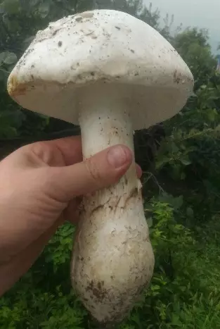 Amanita ovoidea: inavyoonekana, wapi na jinsi inakua, chakula au la, jinsi ya kupika 6730_5