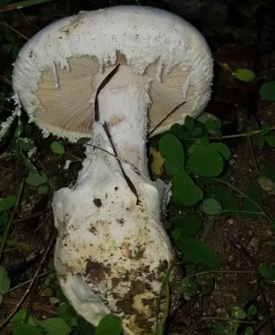 Amanita ovoidea: ano ang hitsura nito, saan at paano ito lumalaki, nakakain o hindi, kung paano magluto 6730_7