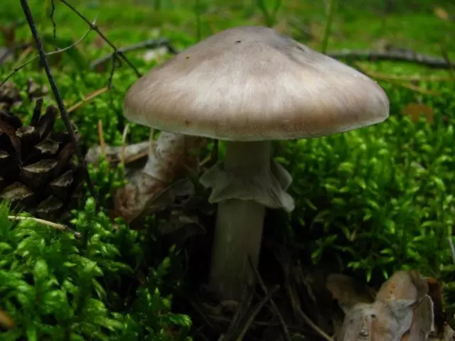 Porphyry tashi agaric (launin toka, Amanitaporphyria): yadda yake kama, inda kuma yadda yake girma, abin ci ko guba 6731_1