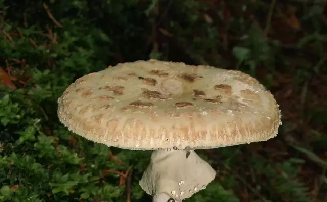 Porphyry tashi agaric (launin toka, Amanitaporphyria): yadda yake kama, inda kuma yadda yake girma, abin ci ko guba 6731_2