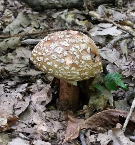 Porphyry tashi agaric (launin toka, Amanitaporphyria): yadda yake kama, inda kuma yadda yake girma, abin ci ko guba 6731_4