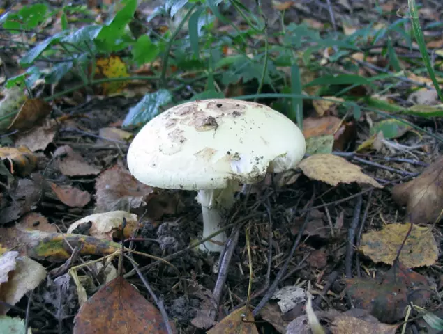 Porphyry tashi agaric (launin toka, Amanitaporphyria): yadda yake kama, inda kuma yadda yake girma, abin ci ko guba 6731_5