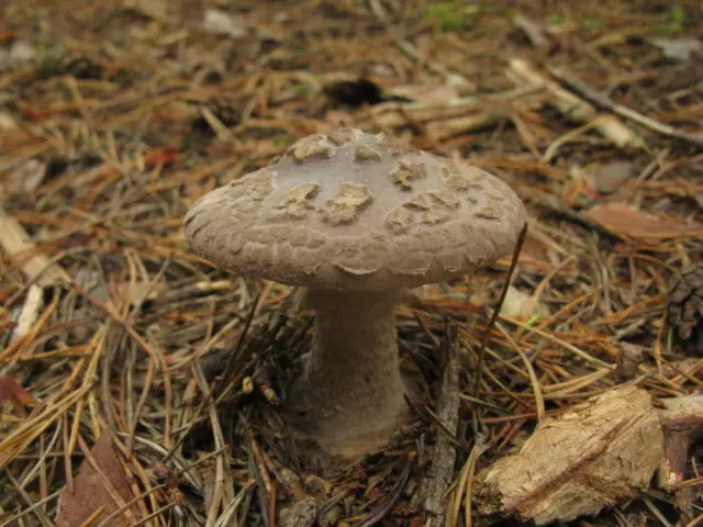 Porphyry tashi agaric (launin toka, Amanitaporphyria): yadda yake kama, inda kuma yadda yake girma, abin ci ko guba 6731_6