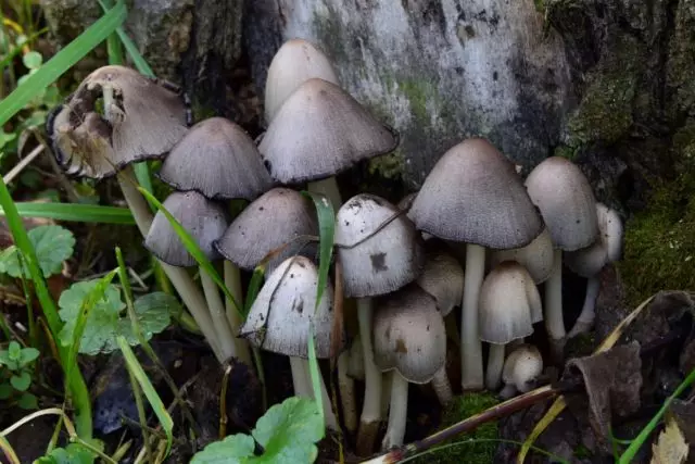 Grey Dunghill (Tënt): Foto a Beschreiwung vum Champignon, iessbar oder net 6736_1