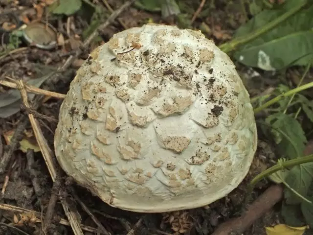 Grey Dunghill (Tënt): Foto a Beschreiwung vum Champignon, iessbar oder net 6736_11