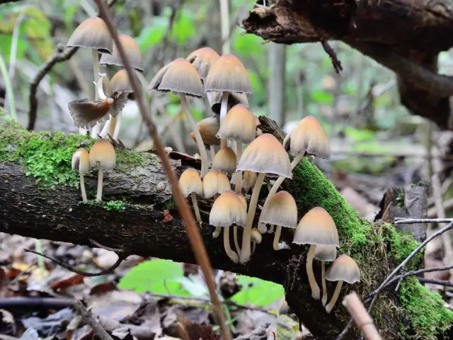 Grey Dunghill (Tënt): Foto a Beschreiwung vum Champignon, iessbar oder net 6736_2