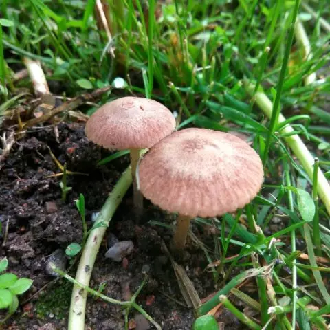 Grey Dunghill (Tënt): Foto a Beschreiwung vum Champignon, iessbar oder net 6736_3