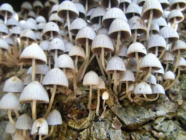 Grey Dunghill (Tënt): Foto a Beschreiwung vum Champignon, iessbar oder net 6736_4