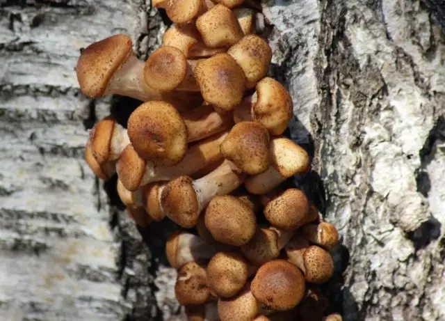 Heuning sampioene op 'n berk: foto en beskrywing, wat groei, nuttige eienskappe 6760_10