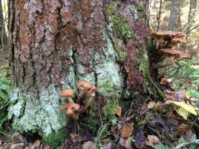 Huchi howa pane birch: mufananidzo uye tsananguro, izvo zvinokura, zvinobatsira zvivakwa 6760_19