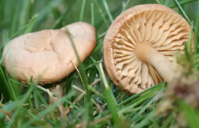 Heuning sampioene op 'n berk: foto en beskrywing, wat groei, nuttige eienskappe 6760_3