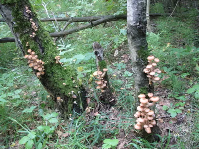 Heuning sampioene op 'n berk: foto en beskrywing, wat groei, nuttige eienskappe 6760_5