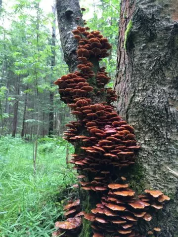 Heuning sampioene op 'n berk: foto en beskrywing, wat groei, nuttige eienskappe 6760_7