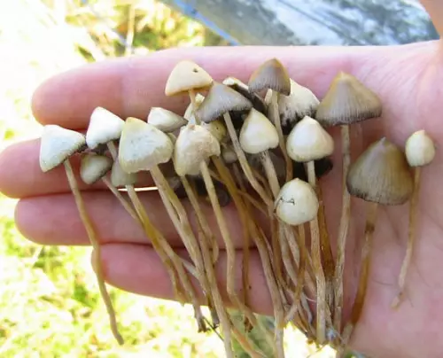 Paneolus blue (Panaeolus cyanescens): cómo se ve, dónde y cómo crece, comestible o no 6768_4