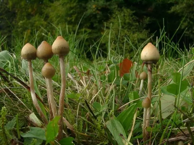 Paneolus modri (Panaeolus cyanescens): kako izgleda, kje in kako raste, užitno ali ne 6768_5