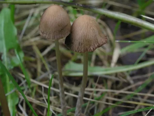 Paneolus papilionaceus (Panaeolus papilionaceus): inotaridzika, kupi uye kuti inokura sei, inodyiwa kana kwete 6769_1