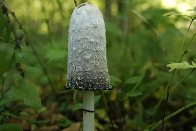 Paneolus papilionaceus (Panaeolus papilionaceus): hoe dit lyk, waar en hoe dit groei, eetbaar of nie 6769_4